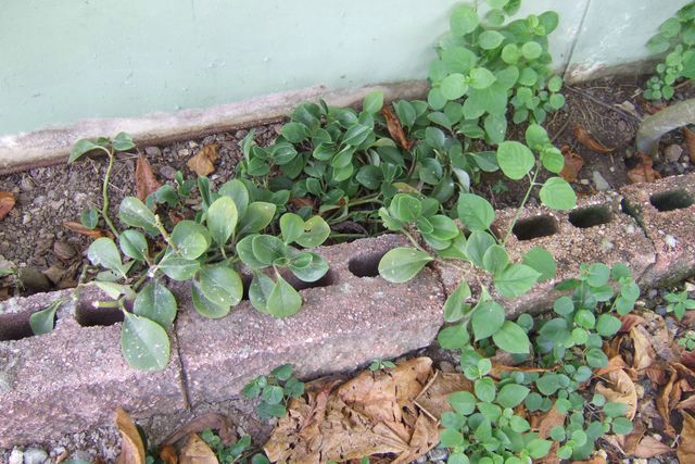 Papo Vives Sacerdote del Bosque: Plantas de Dunas